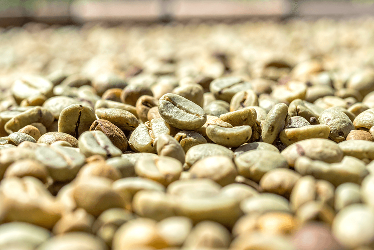 Forest Coffee